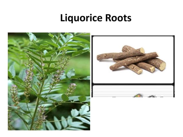 Liquorice: Biological source, cultivation and collection, Morphology ...
