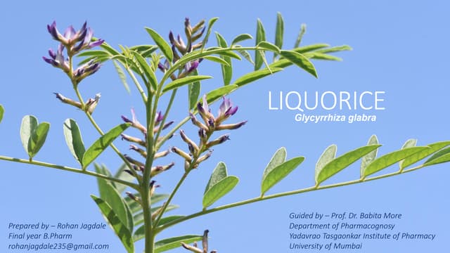 Liquorice: Biological source, cultivation and collection, Morphology ...