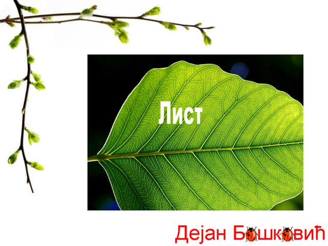 Građa ćelije - 7. razred, Dunja Ercegovčević | PPTX