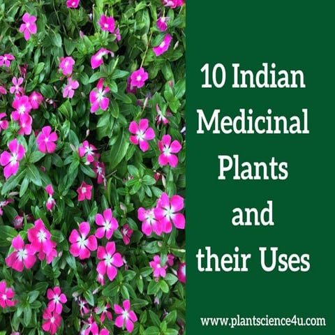 List of 10 Medicinal plants and their uses | PPTX