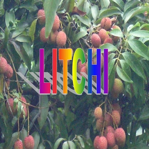 Litchi-1.pdf