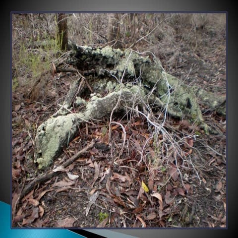 Litter decomposition and nutrient dynamics | PPTX