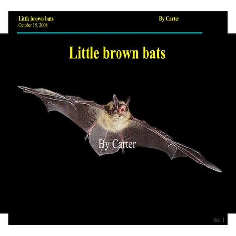 Little Brown Bats by Clement | PDF
