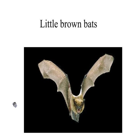 Little Brown Bats | PPT