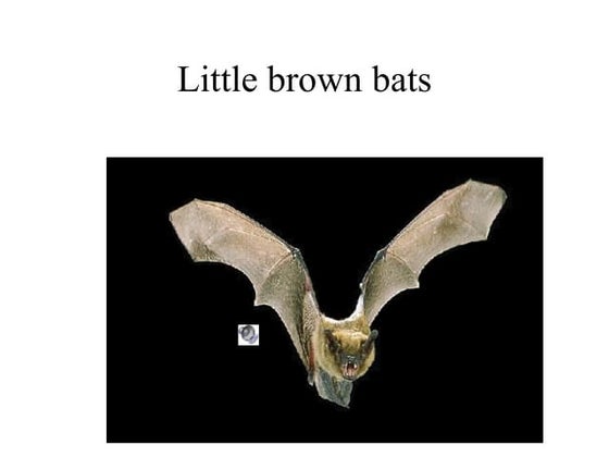 Little Brown Bats | PPT