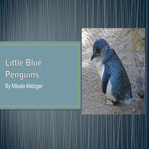 Little blue penguins | PPTX