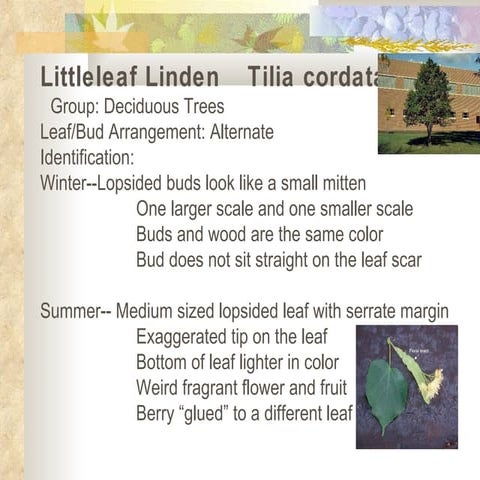 Littleleaf linden show | PPT
