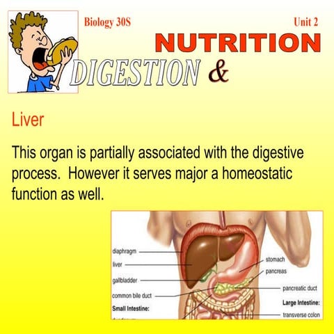 Liver | PPT