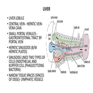 Liver | PPT