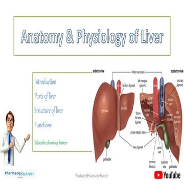 Liver Anatomy & Physiology | Parts of Liver | Structure & Functions of ...