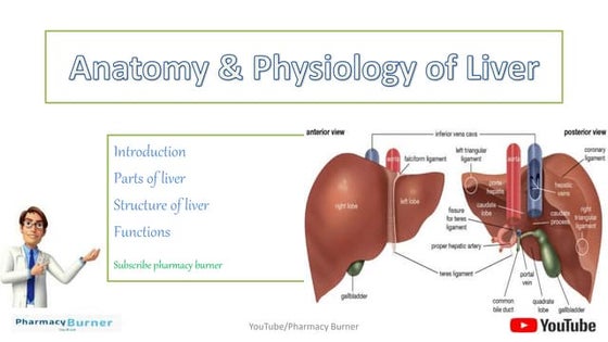 Liver | PPT