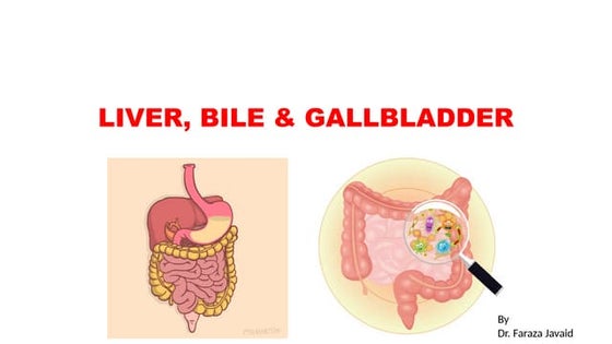 Function of the liver | PPT