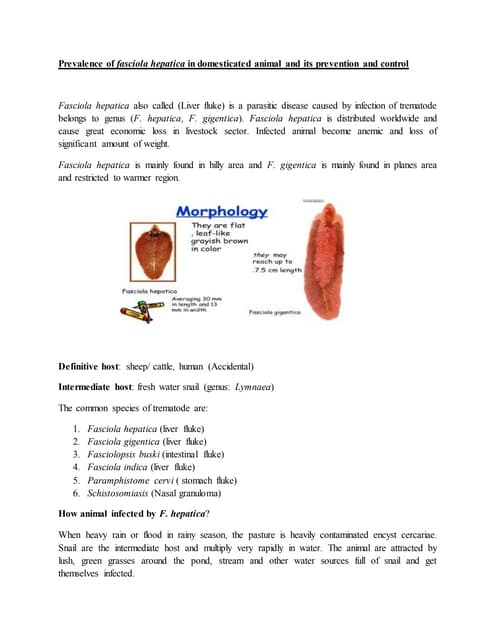 Liver flukes F. hepatica F. gigantica | PPTX | Infectious Diseases ...