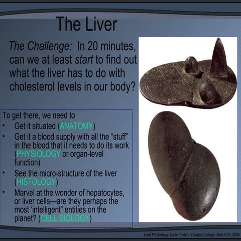 Liver function3 | PPT