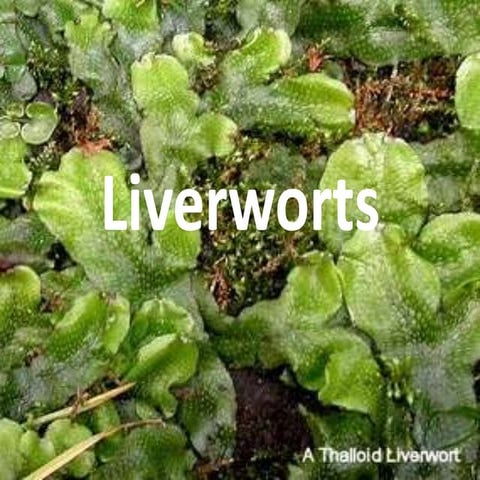 Liverworts | PPTX