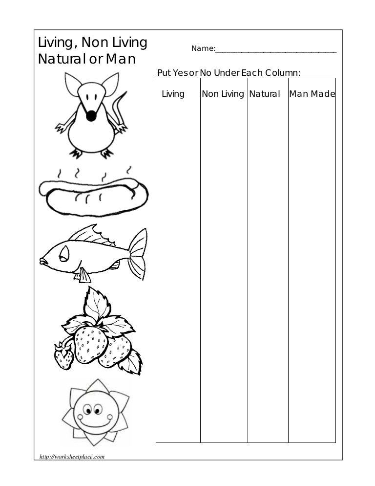 Interactive Science Journal The Five Senses First Grade