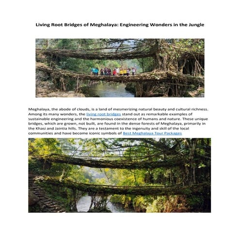 Living Root Bridges of Meghalaya: Engineering Wonders in the Jungle | PDF