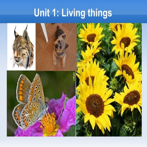 Living things | PPT