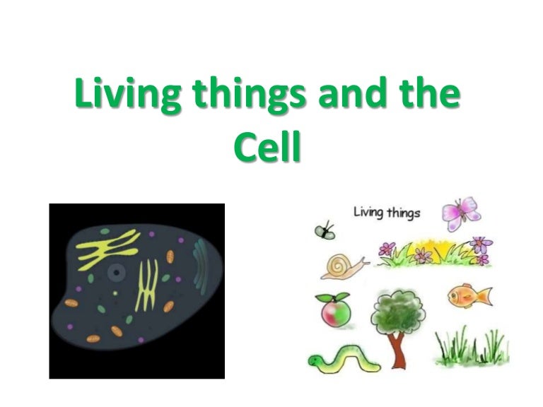 Living things and the cell