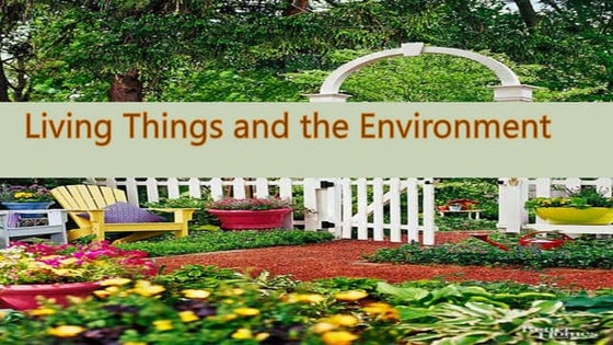 Caring for the Environment | PPTX
