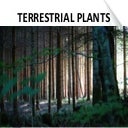 Living things and their environment terrestrial plants.pptx