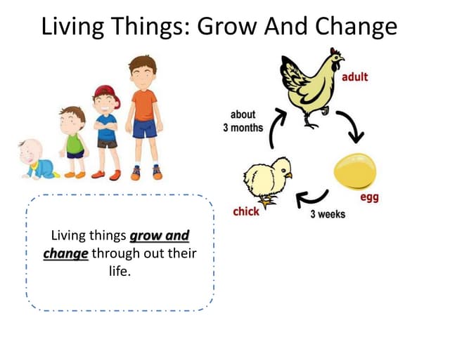 Living things & non living things | PPT