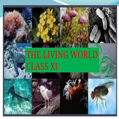 Class 11 Chapter 1 The Living World | PPTX