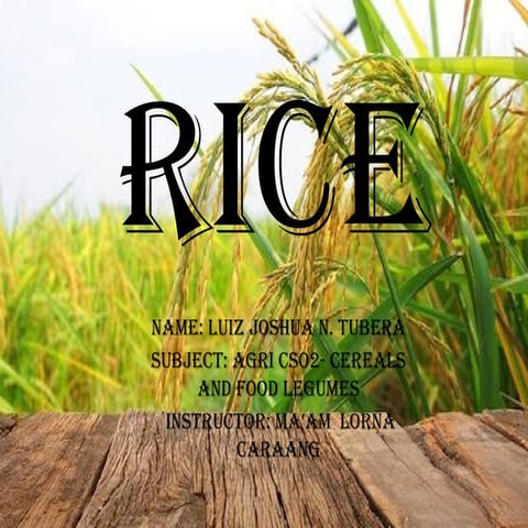 Rice presentation from sidling to harvest stage.pptx