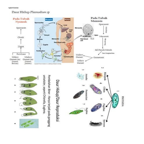 Lkm protista mirip hewan | DOCX