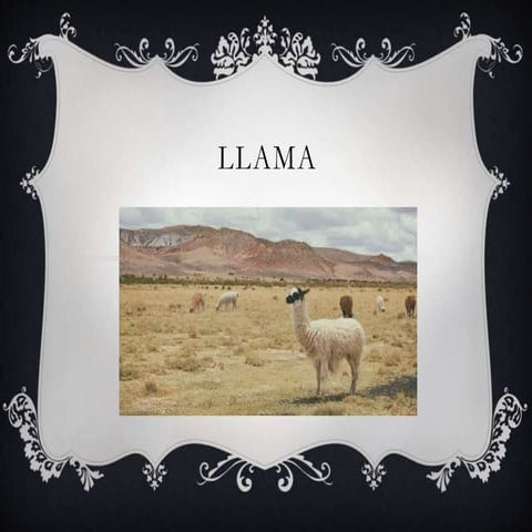 Llama | PPT