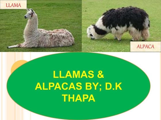 Llama | PPT