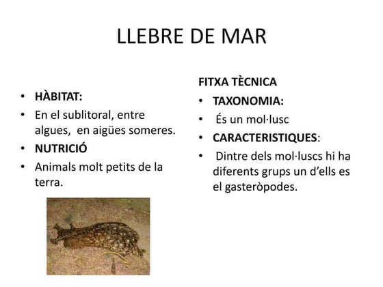 Et tauró blanc | PPT