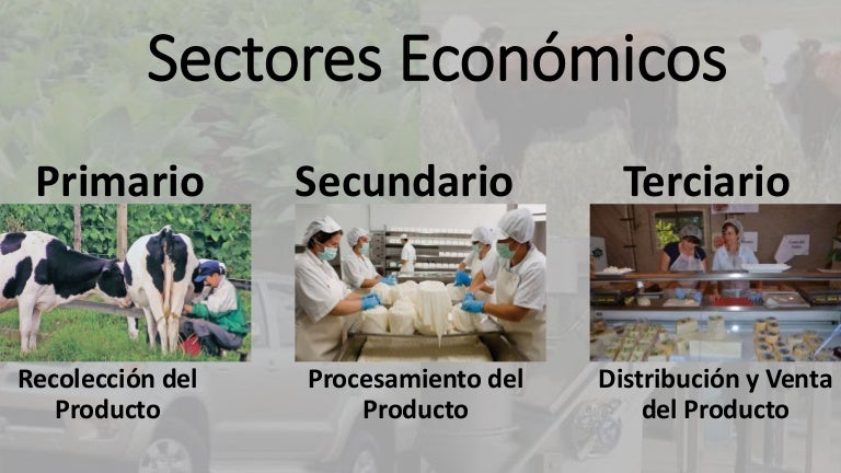Sectores Económicos