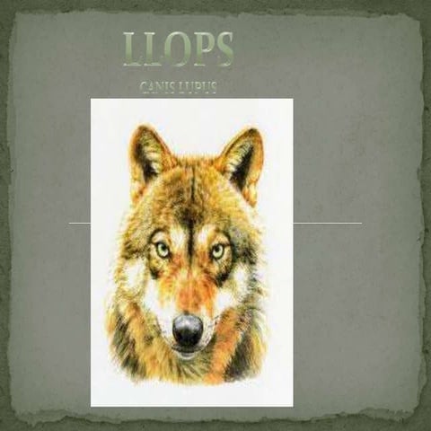 Llops | PPT