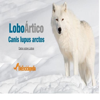 Anatomía Del Lobo ártico 10 Características Del Lobo