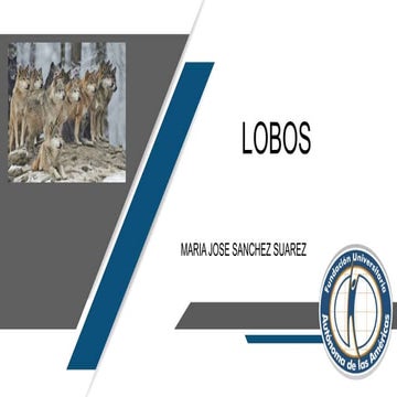 Curiosidades sobre los lobos | PPTX