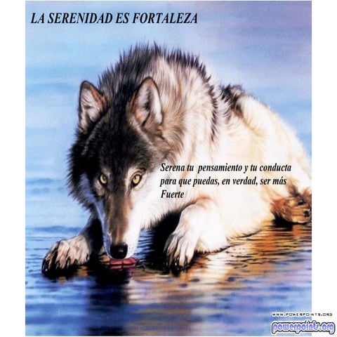Lobos Lutando Por Comida Lobo Se Come A Su Presa Foto De Stock Y Más