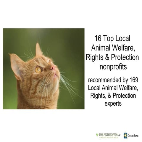 Top Local Animal Welfare, Rights and Protection Nonprofits to Donate to ...