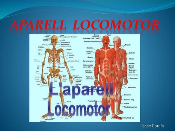Aparell locomotor | PPT