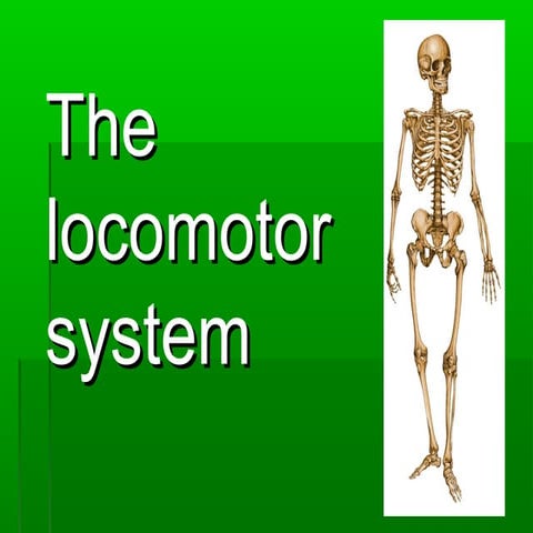Locomotor system | PPT