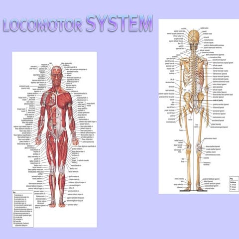 Locomotor System | PPT