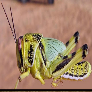 the polyphagous insect locust and their management | PPT