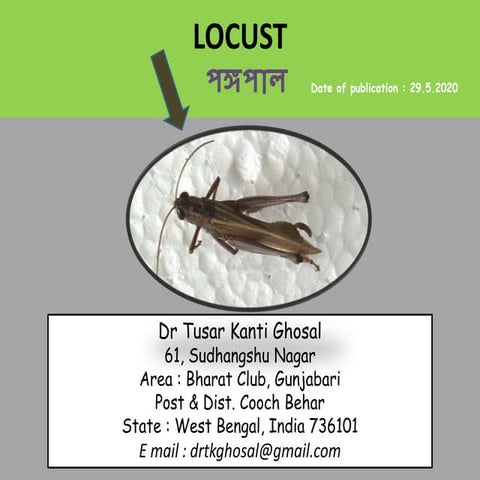 Locust in India (slides 24) | PPTX