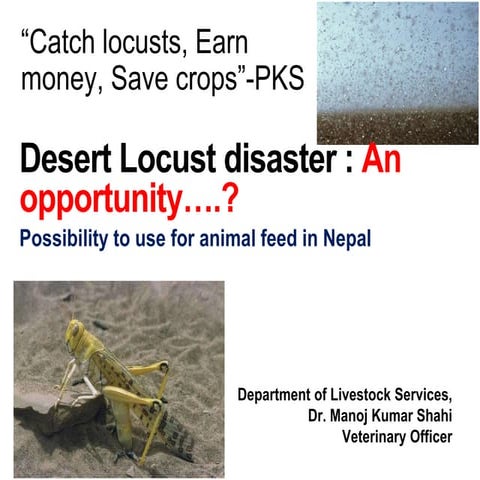 Desert Locust: an opportunity for animal feed | PPTX