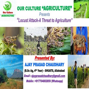 Locust attack -A threat to agriculture | PDF