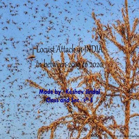 Locust attack in india | PPTX