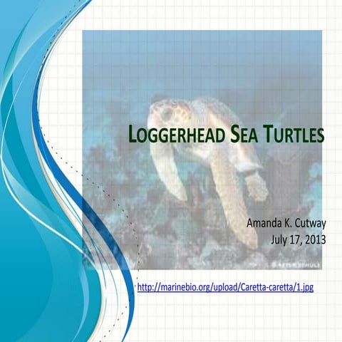 Loggerhead presentation | PPTX