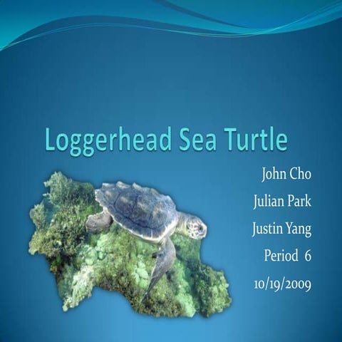 Loggerhead Sea Turtle | PPTX