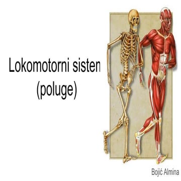 Lokomotorni sistem-POLUGE.pptx