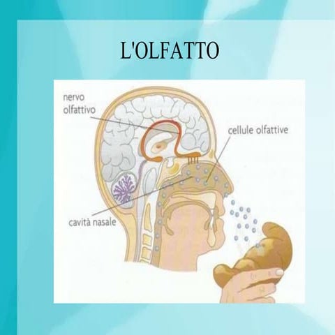 L'olfatto | PPTX